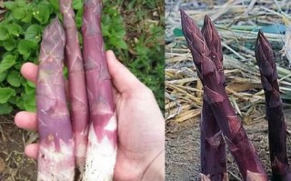 芦笋种子哪里有卖_如何挑选优质芦笋种子
