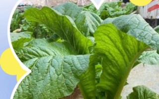 芥菜叶怎么保存_芥菜叶图片识别技巧 芥菜叶怎么保存_芥菜叶图片识别技巧