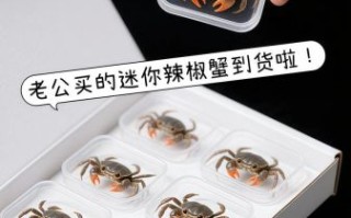 辣椒蟹怎么养_辣椒蟹养殖注意事项