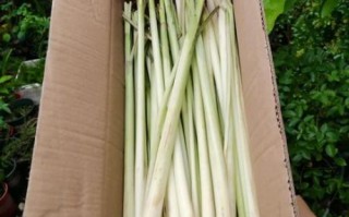 香茅草是什么味道_香茅草味道像什么