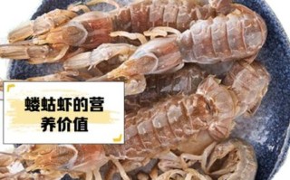 虾蛄是什么_虾蛄和皮皮虾的区别