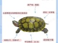 巴西红耳龟怎么养_巴西红耳龟饲养注意事项
