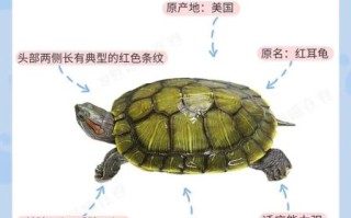 巴西红耳龟怎么养_巴西红耳龟饲养注意事项