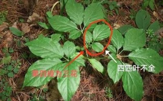 野人参叶子图片长什么样_如何辨别真假