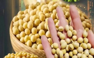黄豆图片大全大图_黄豆高清图片怎么找