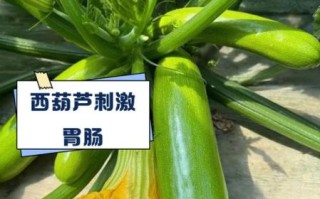 西葫芦致癌是真的吗_西葫芦高温炒致癌吗