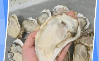 生蚝怎么清洗_生蚝清洗视频教程