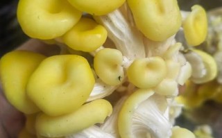 冬菇黄是什么_冬菇黄能吃吗