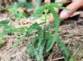 鸡爪子草图片_鸡爪子草长什么样