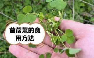木须菜怎么做好吃_木须菜野菜的做法大全