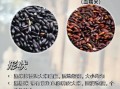 黑糯米是什么米_黑糯米和黑米一样吗