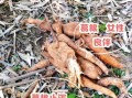 野葛根丰胸真的有用吗_野葛根怎么吃丰胸效果最好