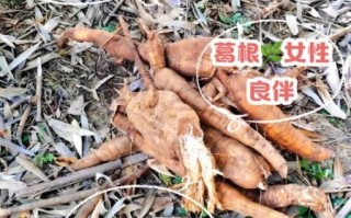 野葛根丰胸真的有用吗_野葛根怎么吃丰胸效果最好