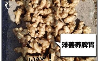 洋姜的功效与作用_洋姜的禁忌人群有哪些