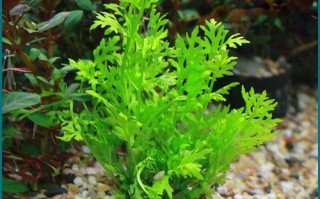 水芹水草怎么养_水芹水草多久换一次水