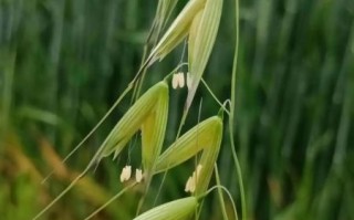 燕麦图片_燕麦图片怎么选