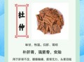 杜仲的功效与作用吃法_杜仲的禁忌有哪些
