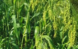 稷是小米还是高粱_稷谷历史与植物学辨析
