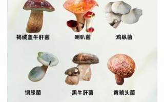 常见食用菌图片及名称_如何区分有毒与无毒