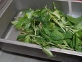 苦益菜长什么样_苦益菜怎么吃