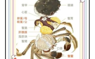 螃蟹怎么处理干净内脏_螃蟹内脏清理步骤