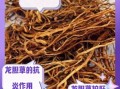龙胆草的功效与作用_龙胆草怎么泡水喝