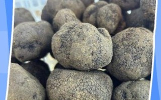 松露是怎么形成的_松露生长环境条件