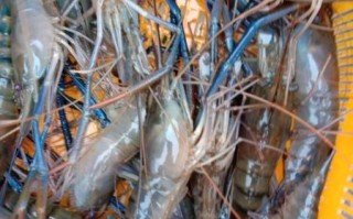 罗氏沼虾养殖技术_罗氏沼虾养殖利润怎么样