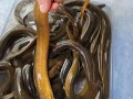 上门大量收购黄鳝_价格怎么算