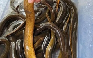 上门大量收购黄鳝_价格怎么算