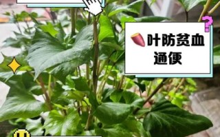 孕妇可以吃红薯叶吗_红薯叶的营养价值