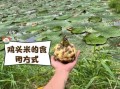 鸡头米多少钱一斤_鸡头米价格为什么差距大