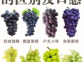 葡萄和提子的区别_哪个更营养