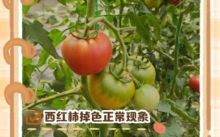 西红柿容易胎停怎么办_西红柿胎停原因及预防
