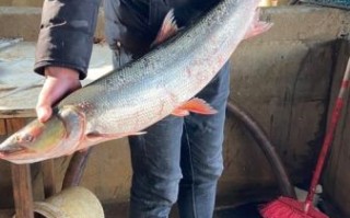 野生鳡鱼多少钱一斤_野生鳡鱼价格行情
