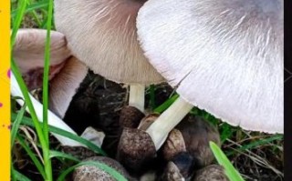 草菇长什么样_草菇和口蘑区别