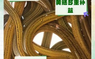 黄鳝的营养价值_黄鳝的功效与作用