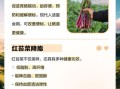 红菜苔的功效与作用_孕妇能吃吗