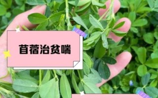 苜蓿叶怎么吃_苜蓿叶的功效与作用