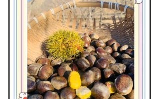 迁西板栗批发价格多少钱一斤_2024最新行情