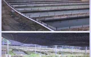 牛蛙养殖条件_牛蛙养殖需要什么环境