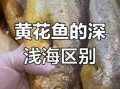 黄花鱼是海鱼吗_淡水还是海水
