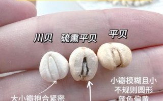 野生川贝母图片真假辨别_川贝母功效与作用禁忌