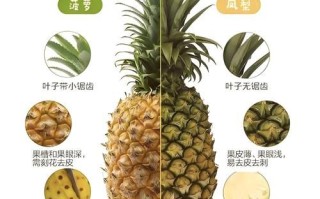 菠萝和凤梨营养有什么区别_哪个更营养