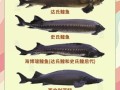 鲟鳇鱼多少钱一斤_鲟鳇鱼价格为什么差别那么大