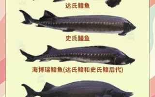 鲟鳇鱼多少钱一斤_鲟鳇鱼价格为什么差别那么大