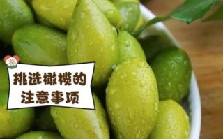 橄榄图片怎么拍好看_橄榄图片拍摄技巧