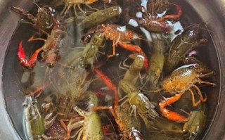 烧龙虾怎么做_烧龙虾需要焯水吗
