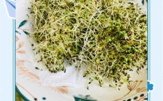 水培苜蓿怎么做_苜蓿芽多久能吃