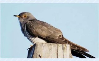 谷鸟水果的营养价值_谷鸟水果的功效与作用